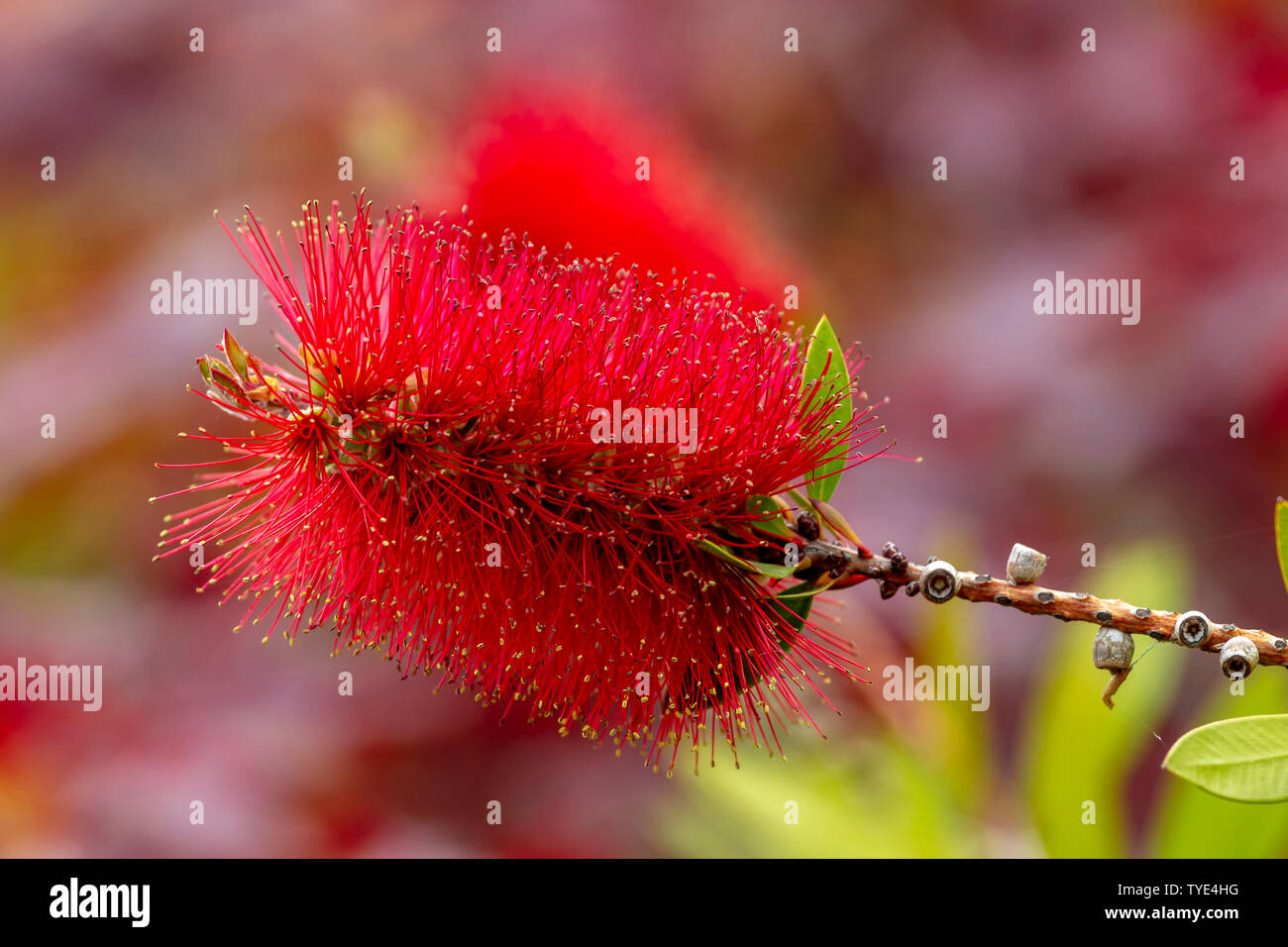 Melaleuca flower hi-res stock photography and images - Alamy