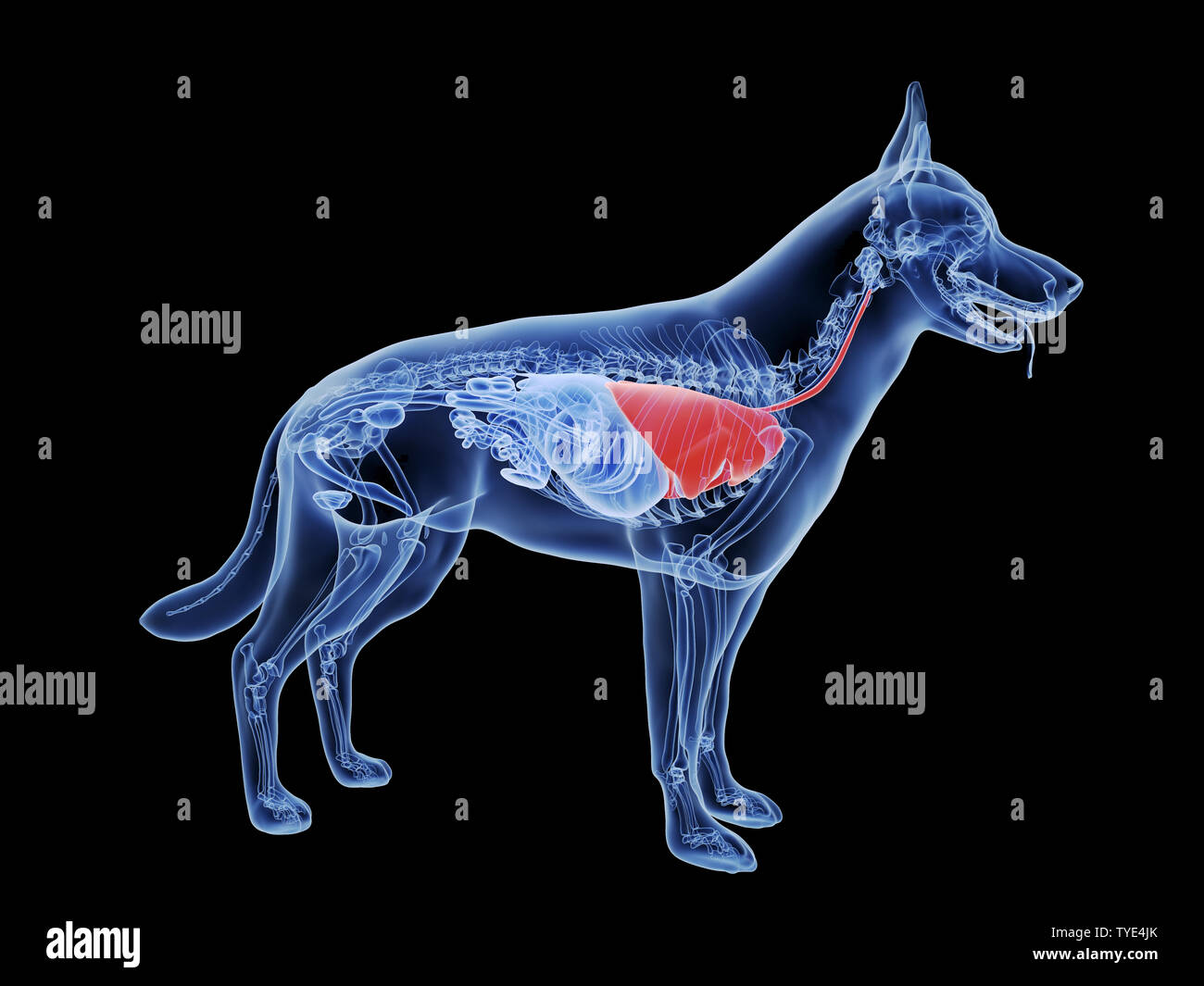 3d rendered medically accurate illustration of the dogs lung Stock ...
