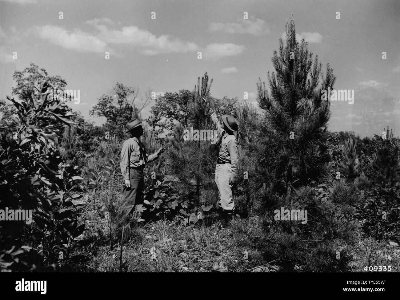 Photograph of Shortleaf Pine Plantation; Scope and content: Original ...