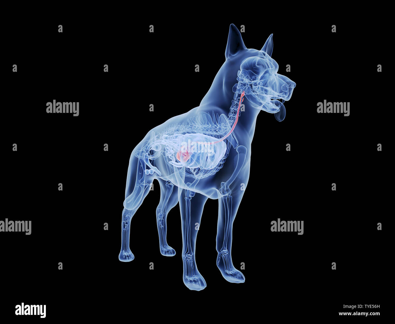 3d rendered medically accurate illustration of a dogs stomach Stock ...