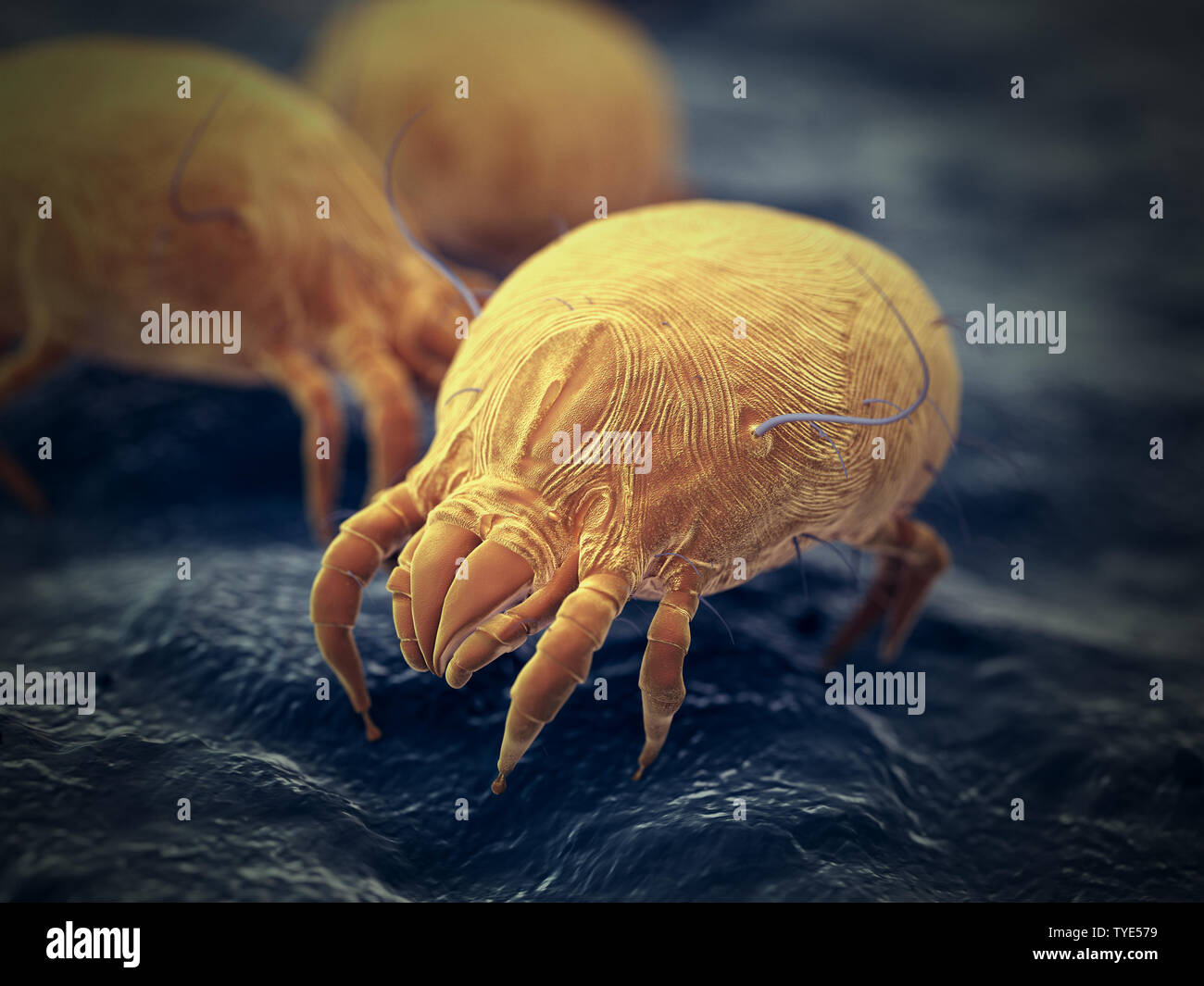 3d rendered illustration of a house dust mite Stock Photo - Alamy
