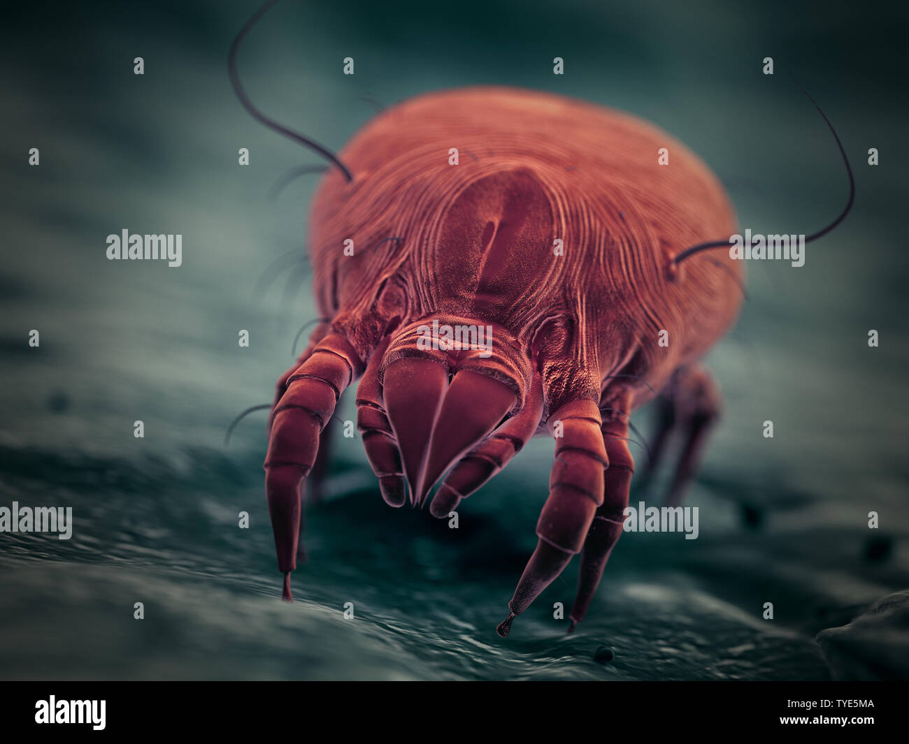 3d rendered illustration of a house dust mite Stock Photo - Alamy