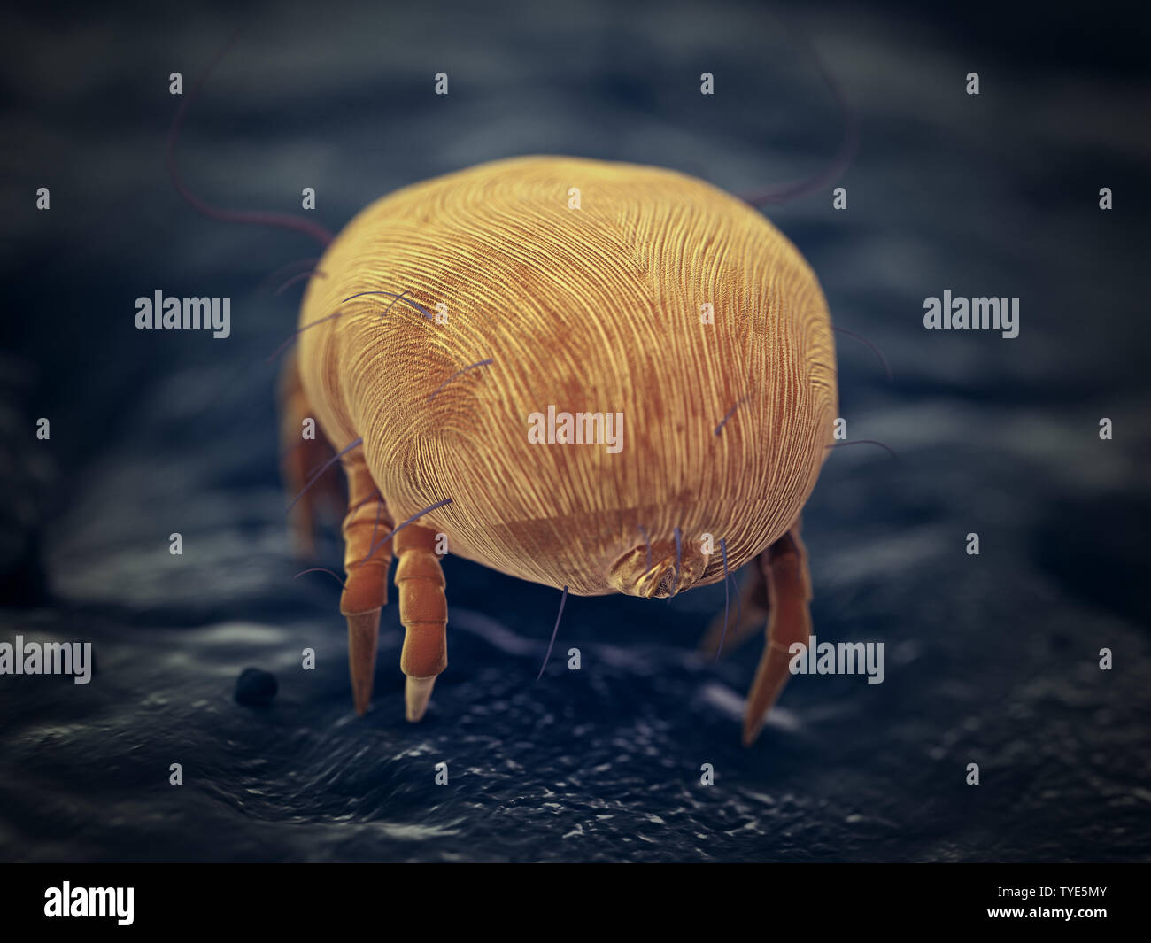 House dust mite sem hi-res stock photography and images - Alamy