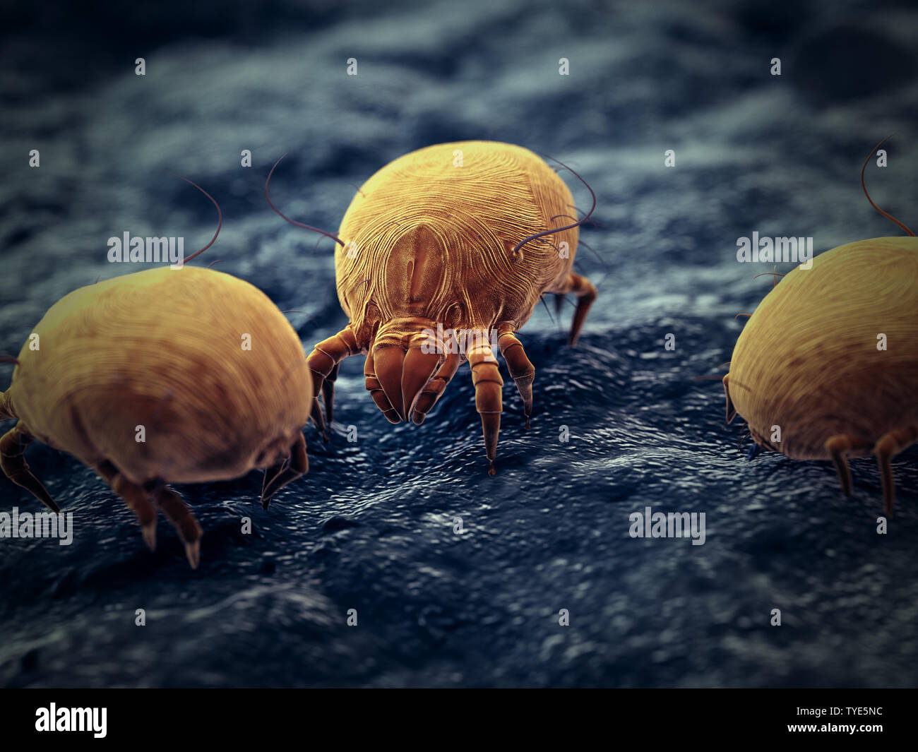 3d rendered illustration of a house dust mite Stock Photo - Alamy