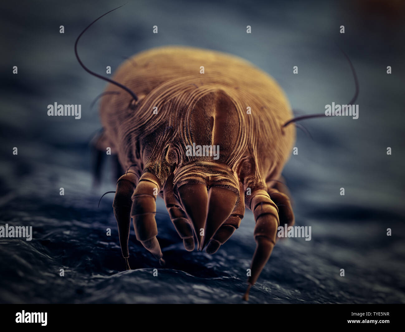 3d rendered illustration of a house dust mite Stock Photo - Alamy