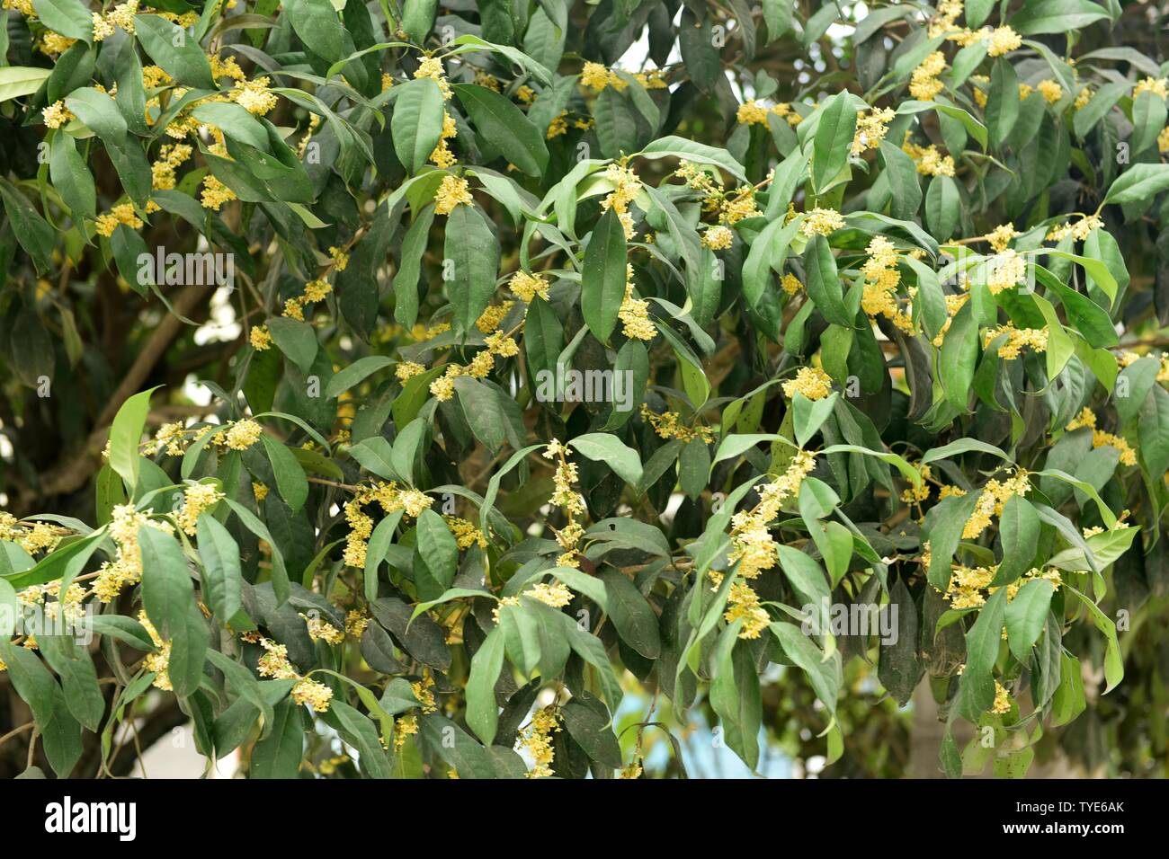 Silver osmanthus hi-res stock photography and images - Alamy
