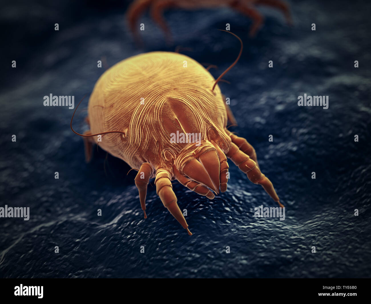 3d rendered illustration of a house dust mite Stock Photo - Alamy