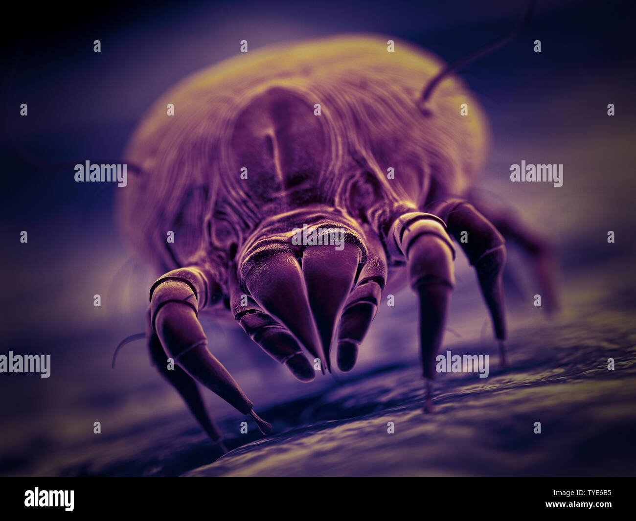 3d rendered illustration of a house dust mite Stock Photo - Alamy
