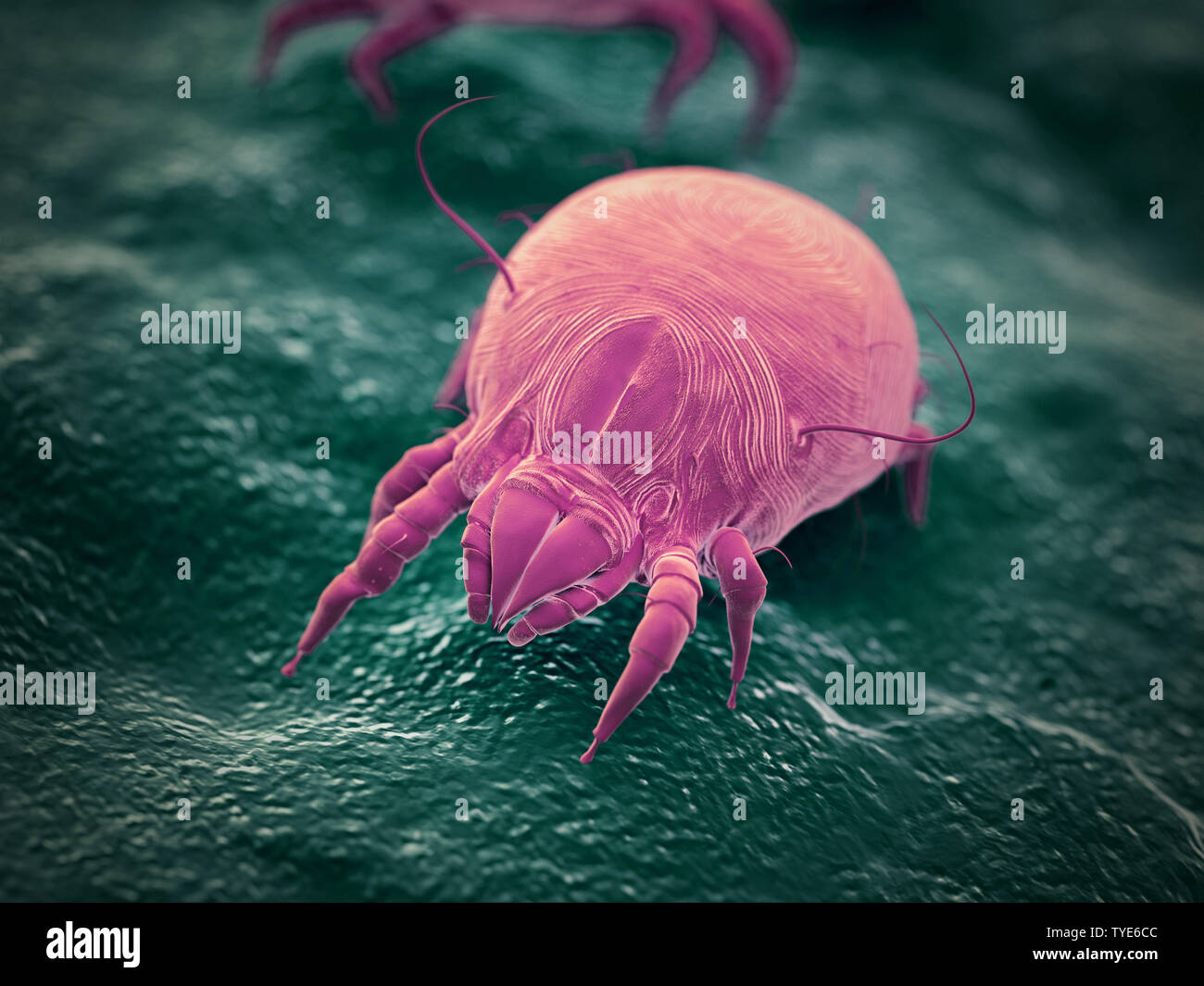 3d rendered illustration of a house dust mite Stock Photo - Alamy