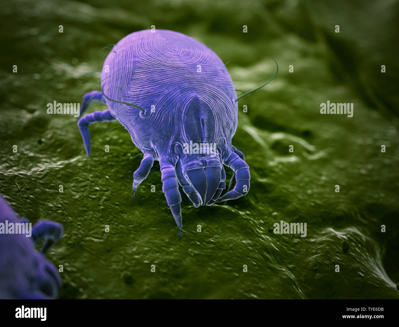 3d rendered illustration of a house dust mite Stock Photo - Alamy