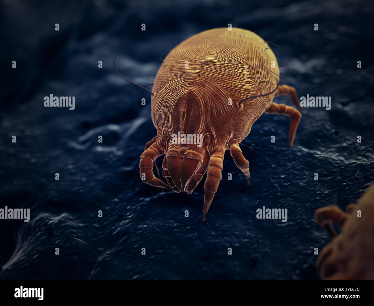 3d rendered illustration of a house dust mite Stock Photo - Alamy