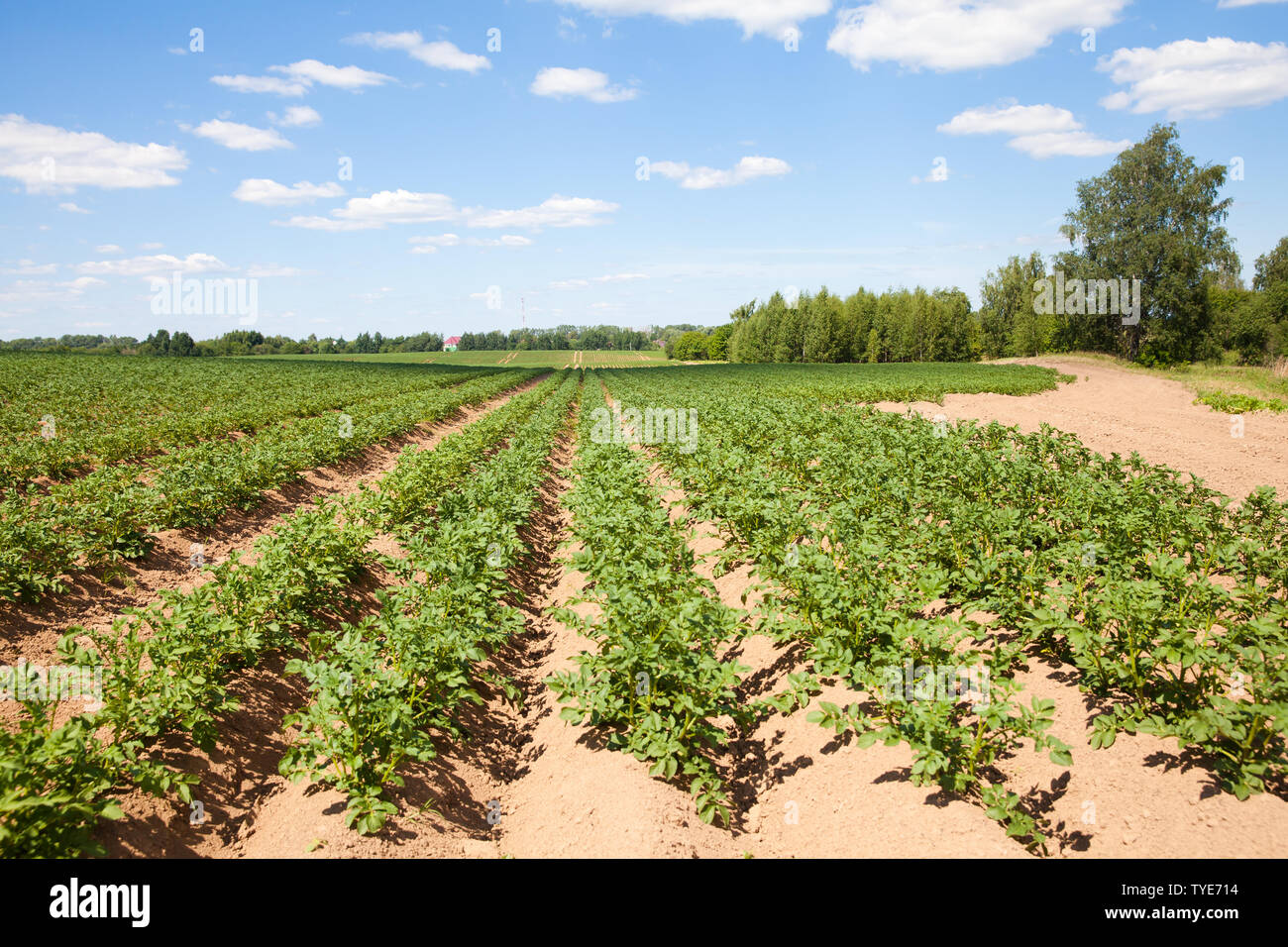 Rows of potatoes on the farm field. Cultivation of potatoes in Russia ...