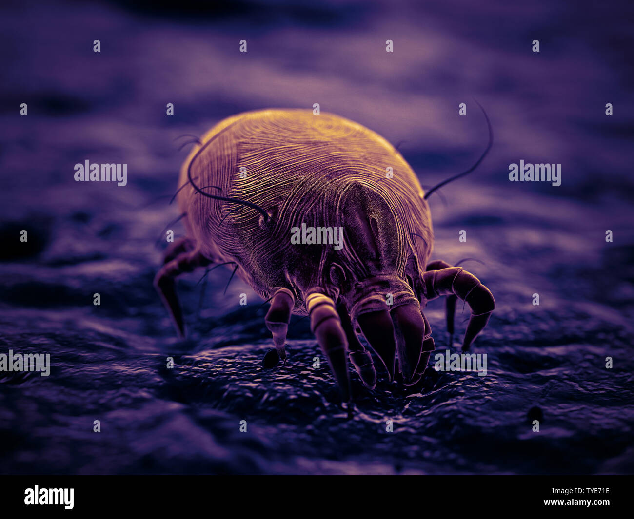 3d rendered illustration of a house dust mite Stock Photo - Alamy