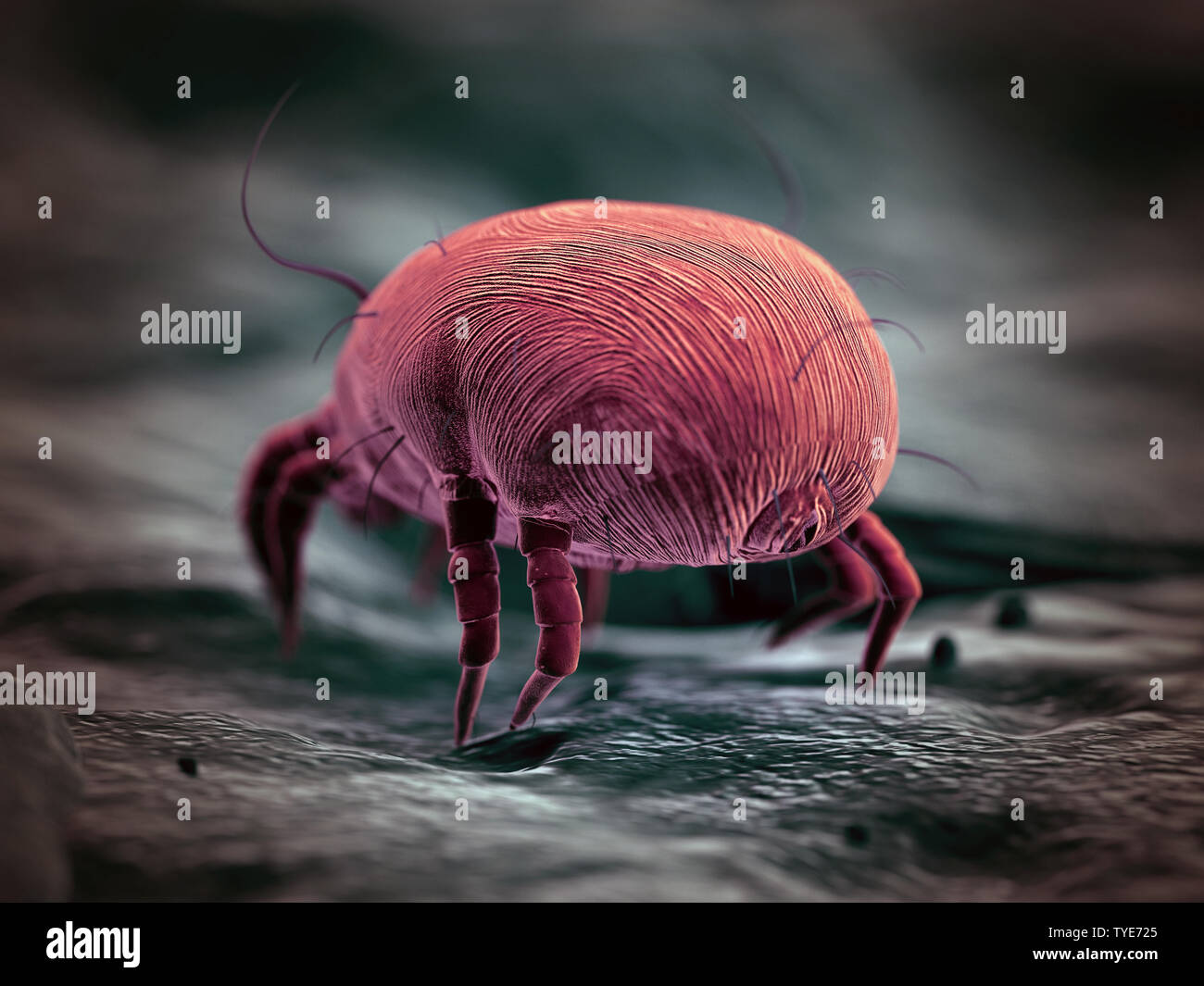 3d rendered illustration of a house dust mite Stock Photo - Alamy