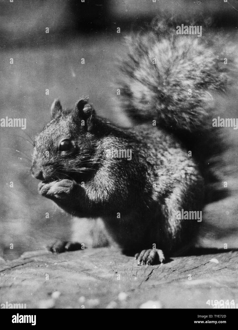 Photograph of Squirrel; Scope and content: Original caption: Squirrel ...
