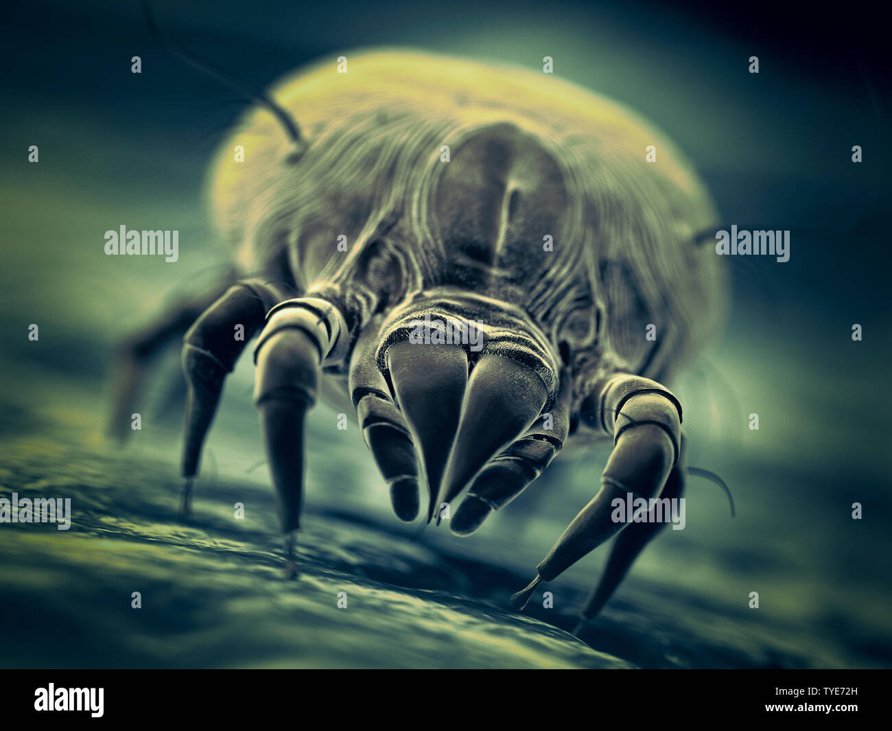 3d rendered illustration of a house dust mite Stock Photo - Alamy
