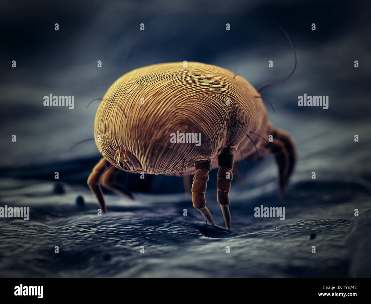 3d rendered illustration of a house dust mite Stock Photo - Alamy