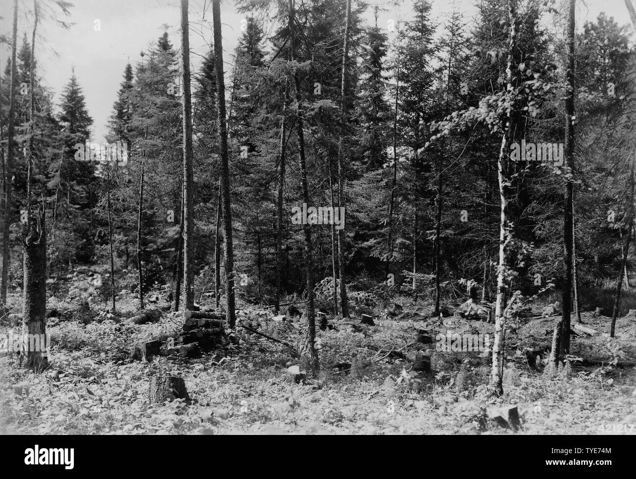 Photograph of Spruce Pulpwood Cutting; Scope and content: Original ...