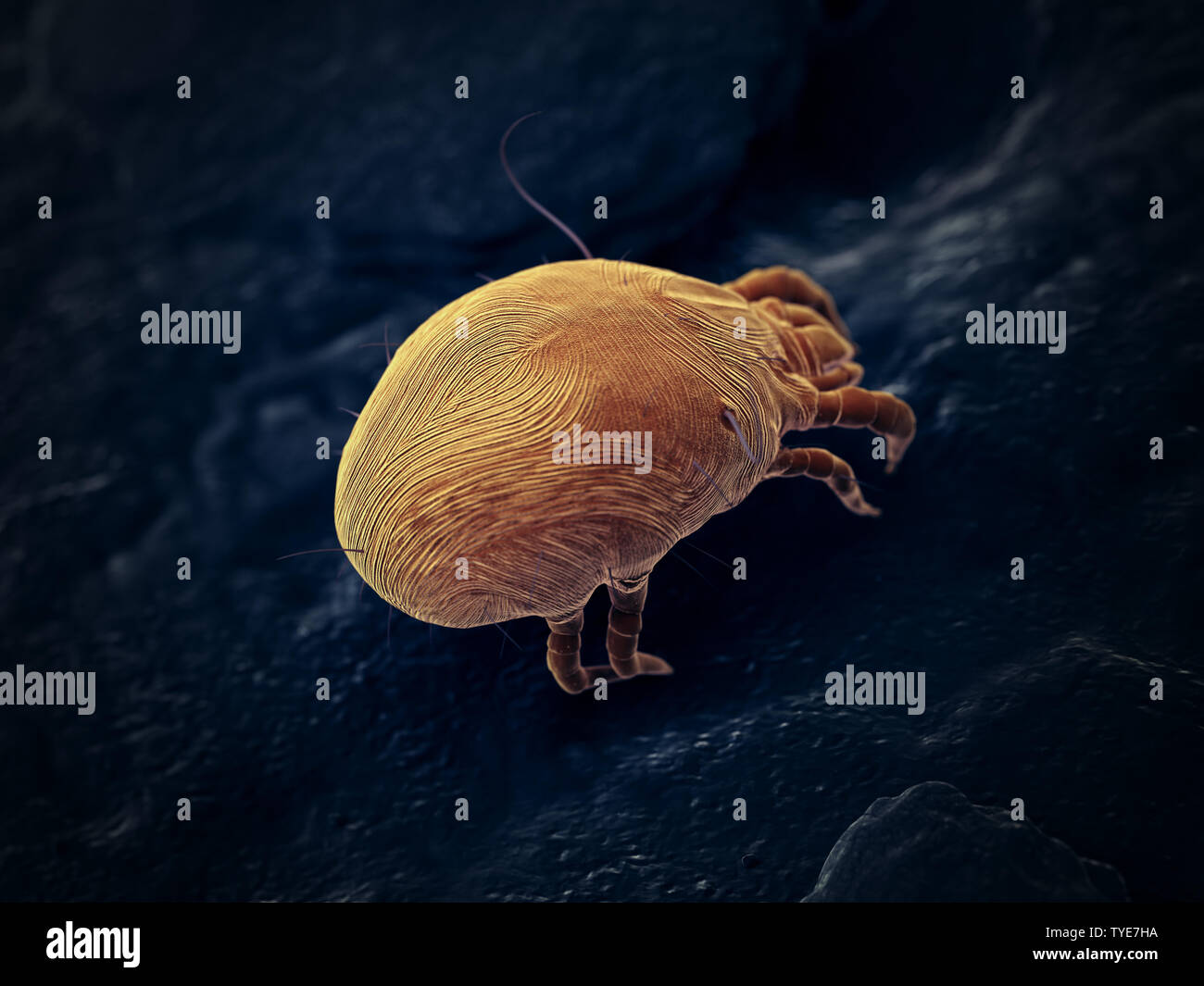 3d rendered illustration of a house dust mite Stock Photo - Alamy