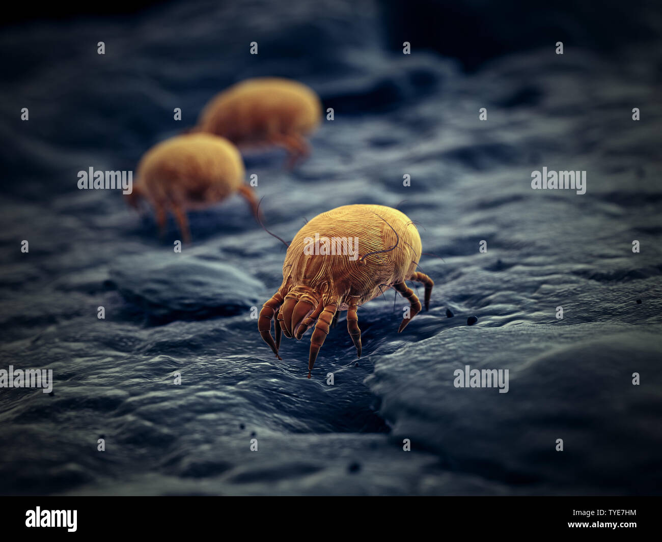 3d rendered illustration of a house dust mite Stock Photo - Alamy