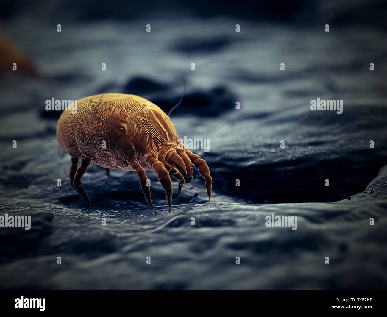 3d rendered illustration of a house dust mite Stock Photo - Alamy