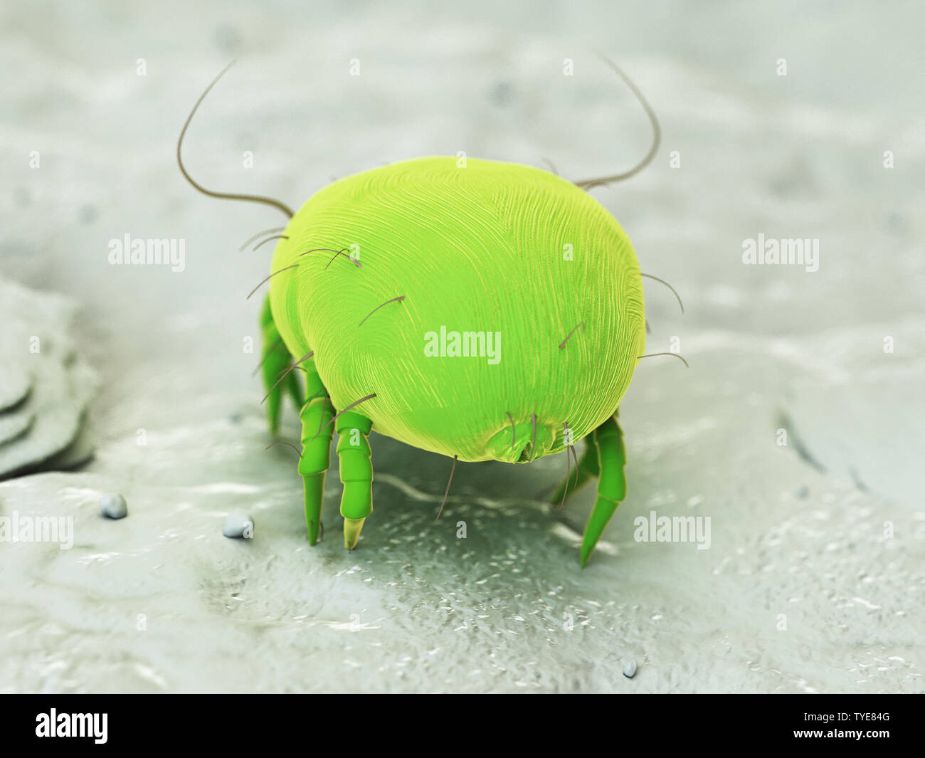 3d rendered illustration of a house dust mite Stock Photo - Alamy