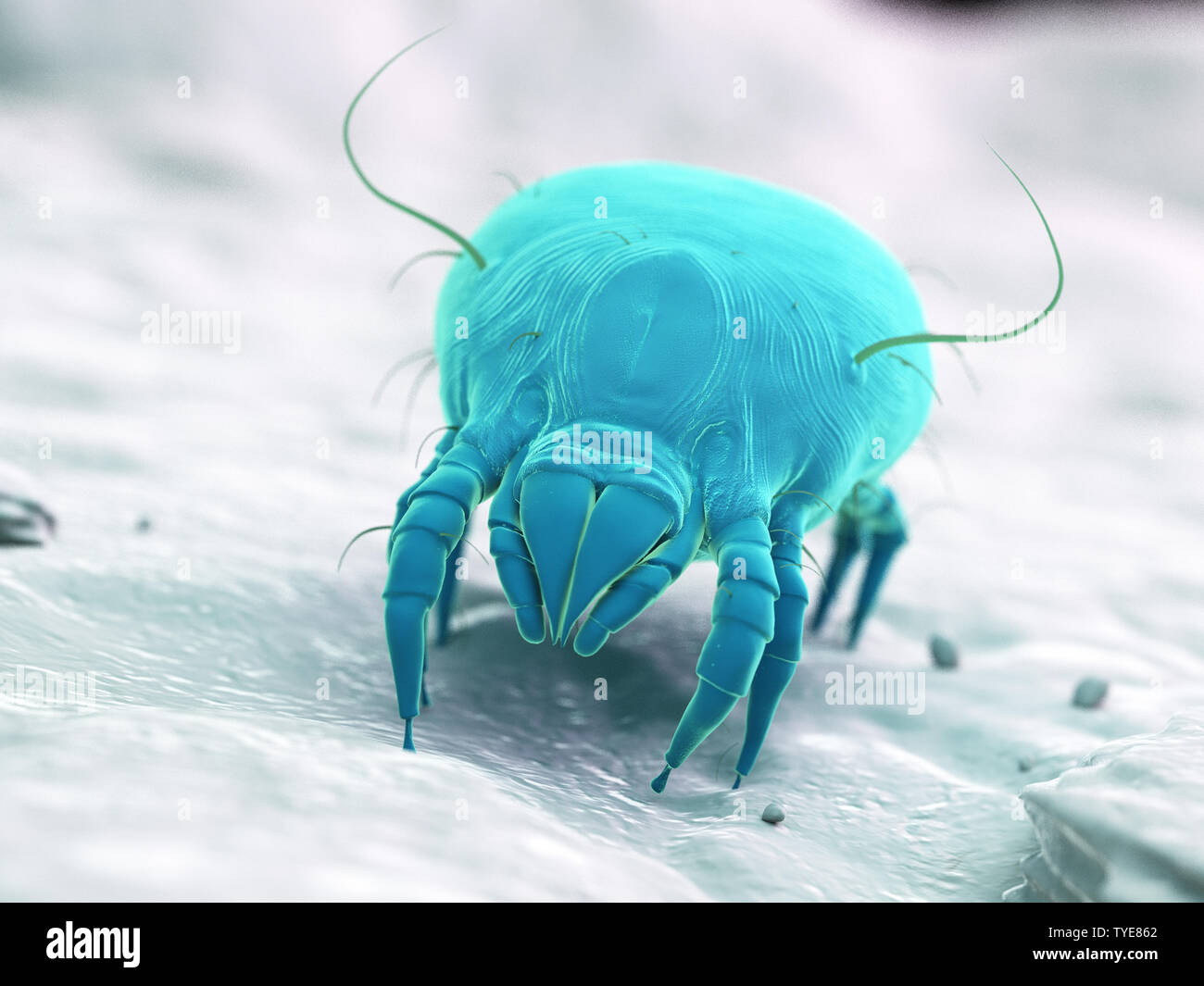 3d rendered illustration of a house dust mite Stock Photo - Alamy