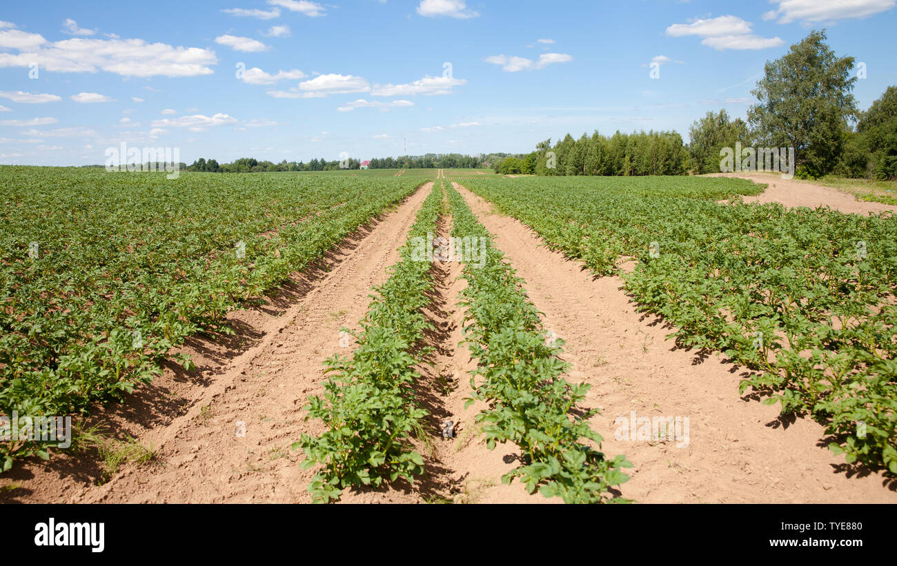 Potato beds hi-res stock photography and images - Alamy