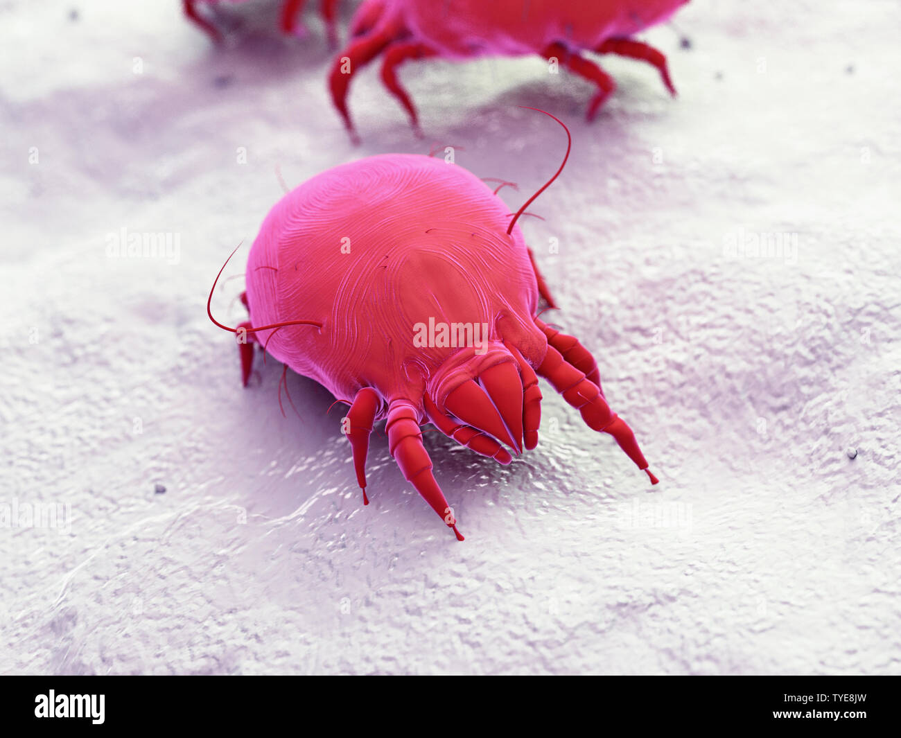 3d rendered illustration of a house dust mite Stock Photo - Alamy