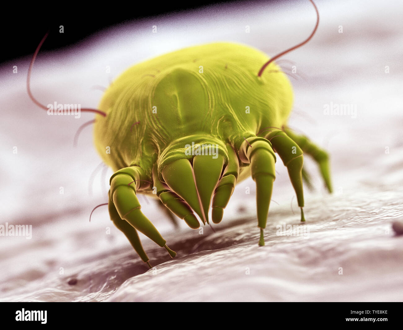 3d rendered illustration of a house dust mite Stock Photo - Alamy