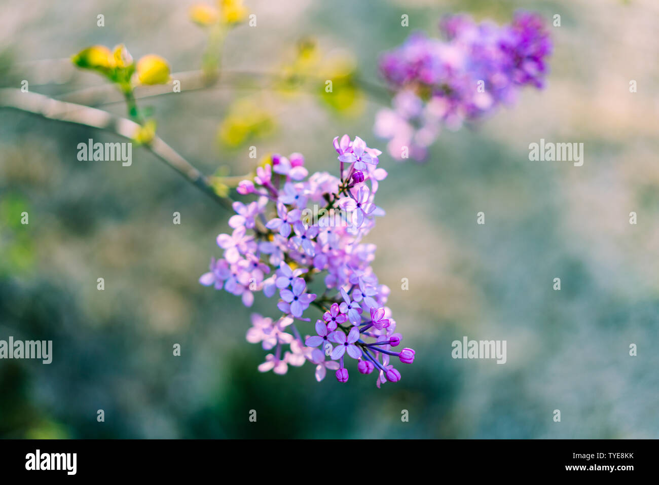 Lilac budding in spring hi-res stock photography and images - Alamy