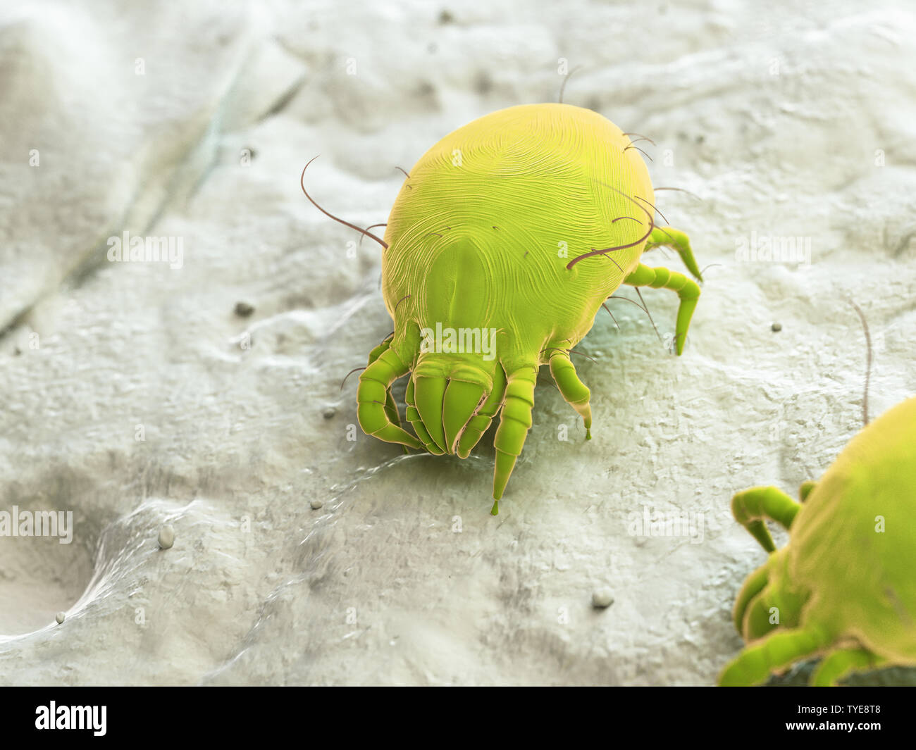 House dust mite sem hi-res stock photography and images - Alamy