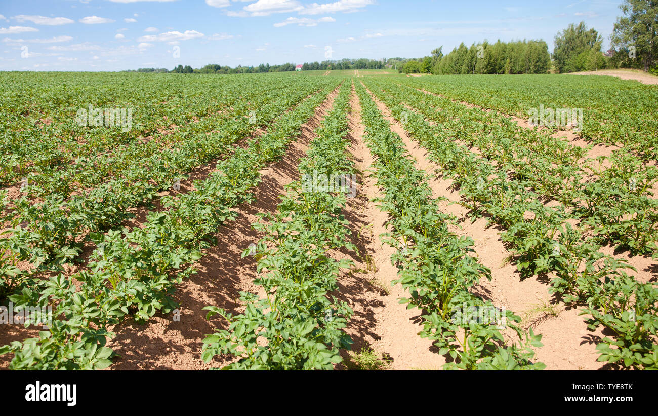 Rows of potatoes on the farm field. Cultivation of potatoes in Russia ...