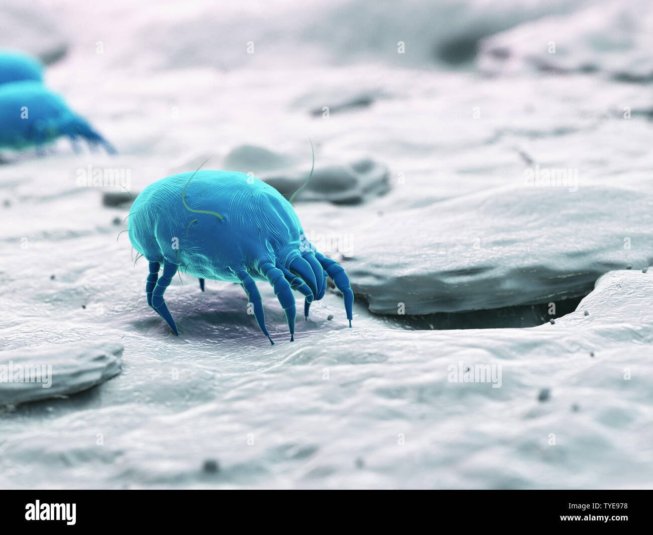 3d rendered illustration of a house dust mite Stock Photo - Alamy