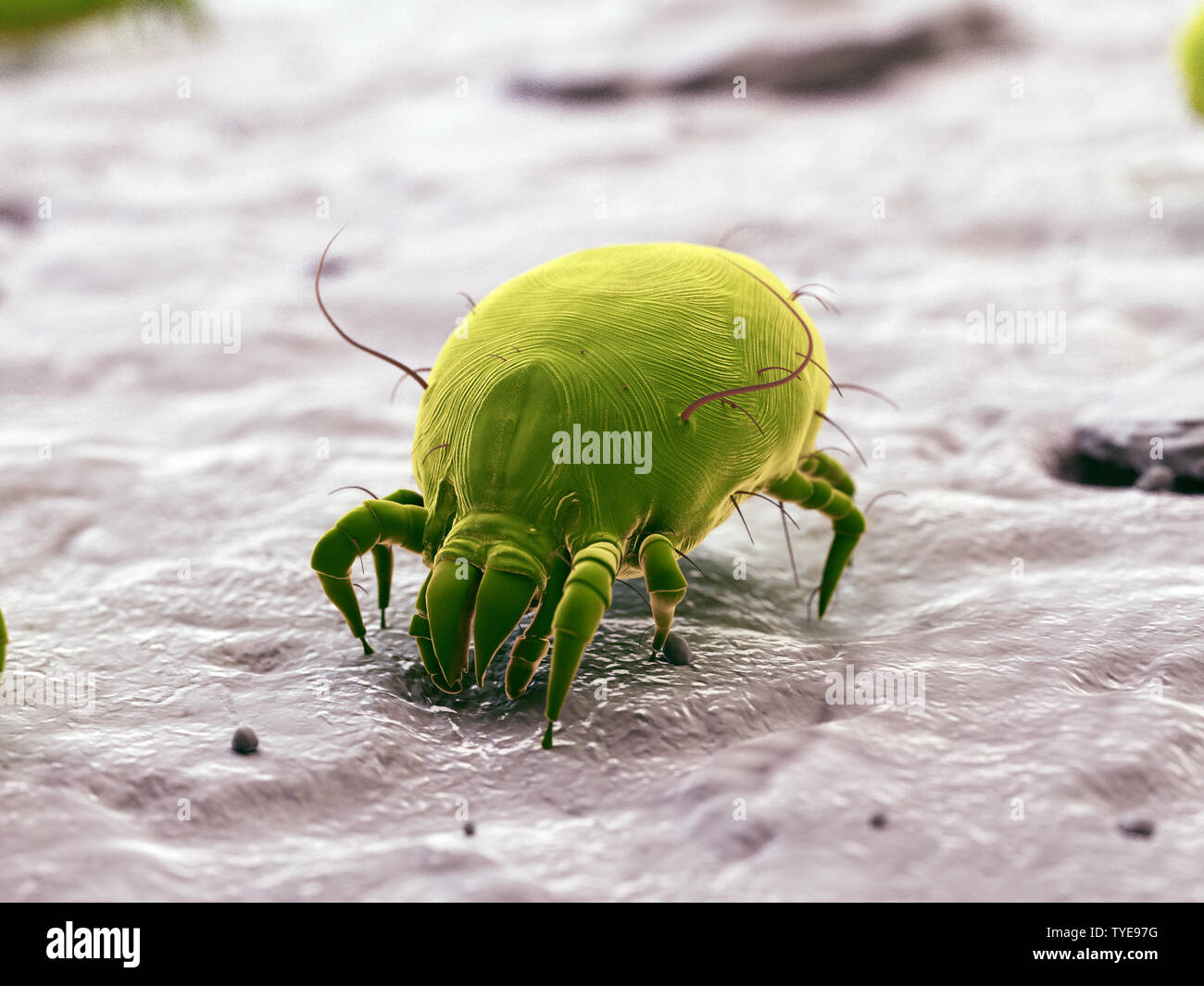 3d rendered illustration of a house dust mite Stock Photo - Alamy