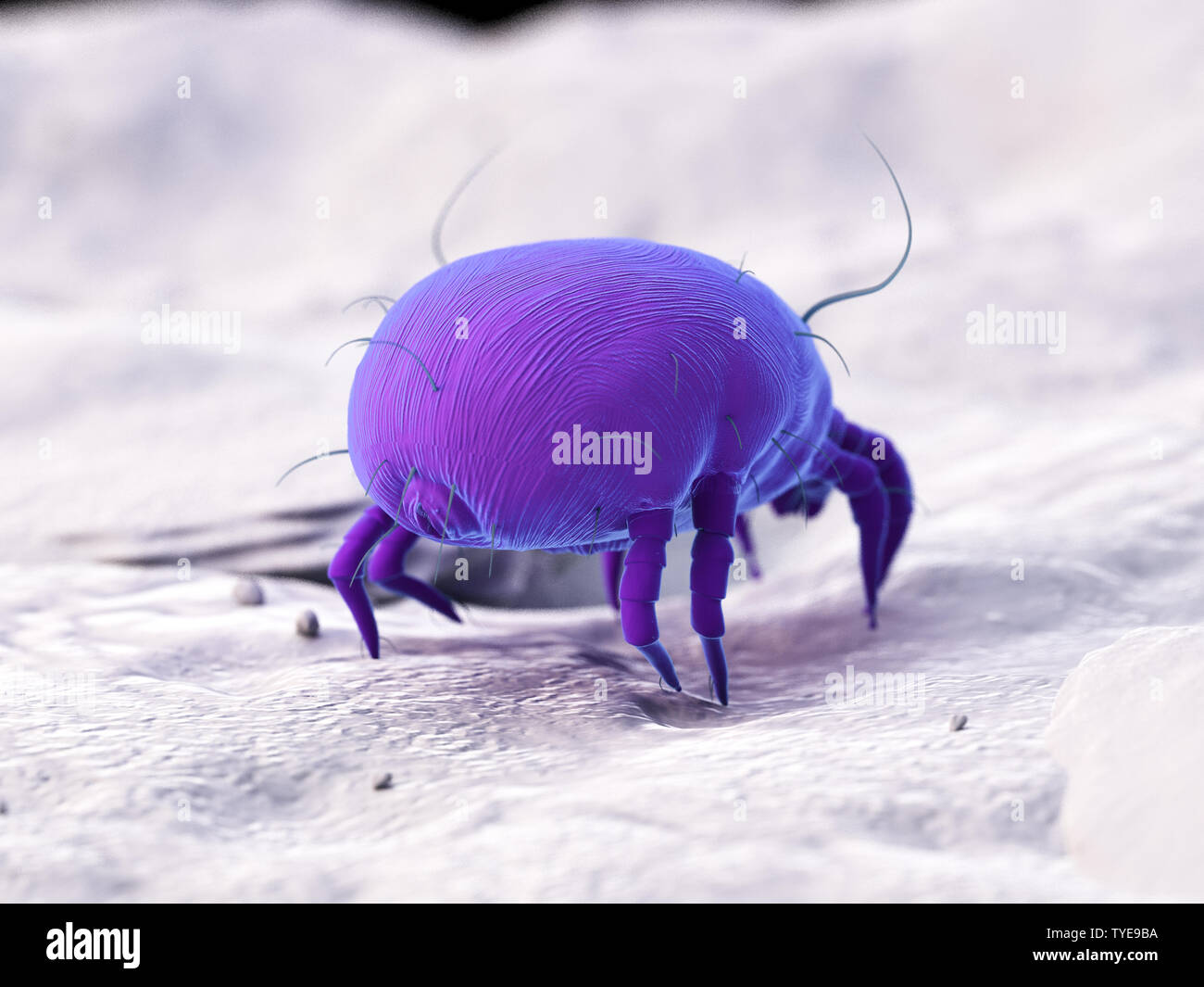 3d rendered illustration of a house dust mite Stock Photo - Alamy