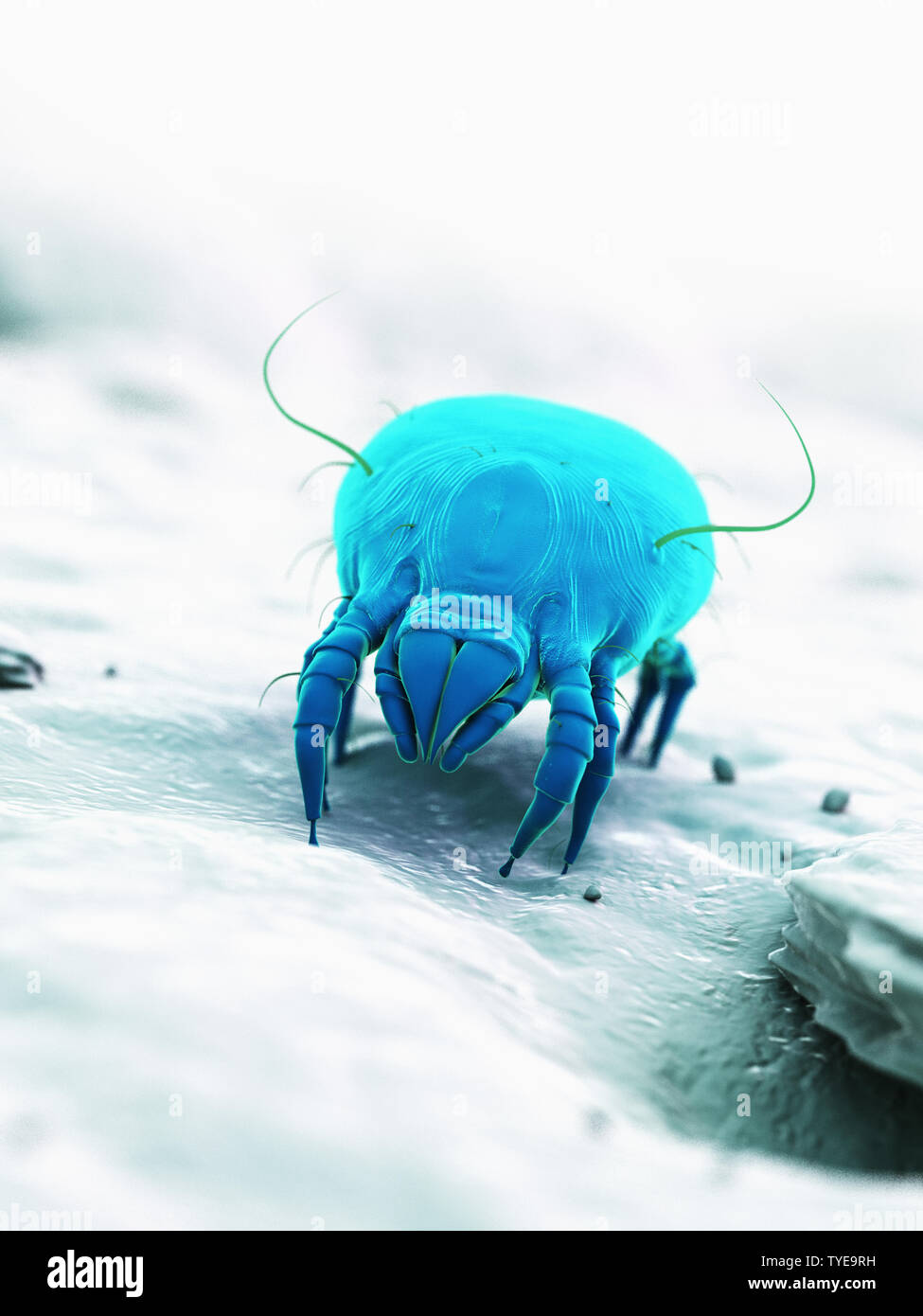 3d rendered illustration of a house dust mite Stock Photo - Alamy