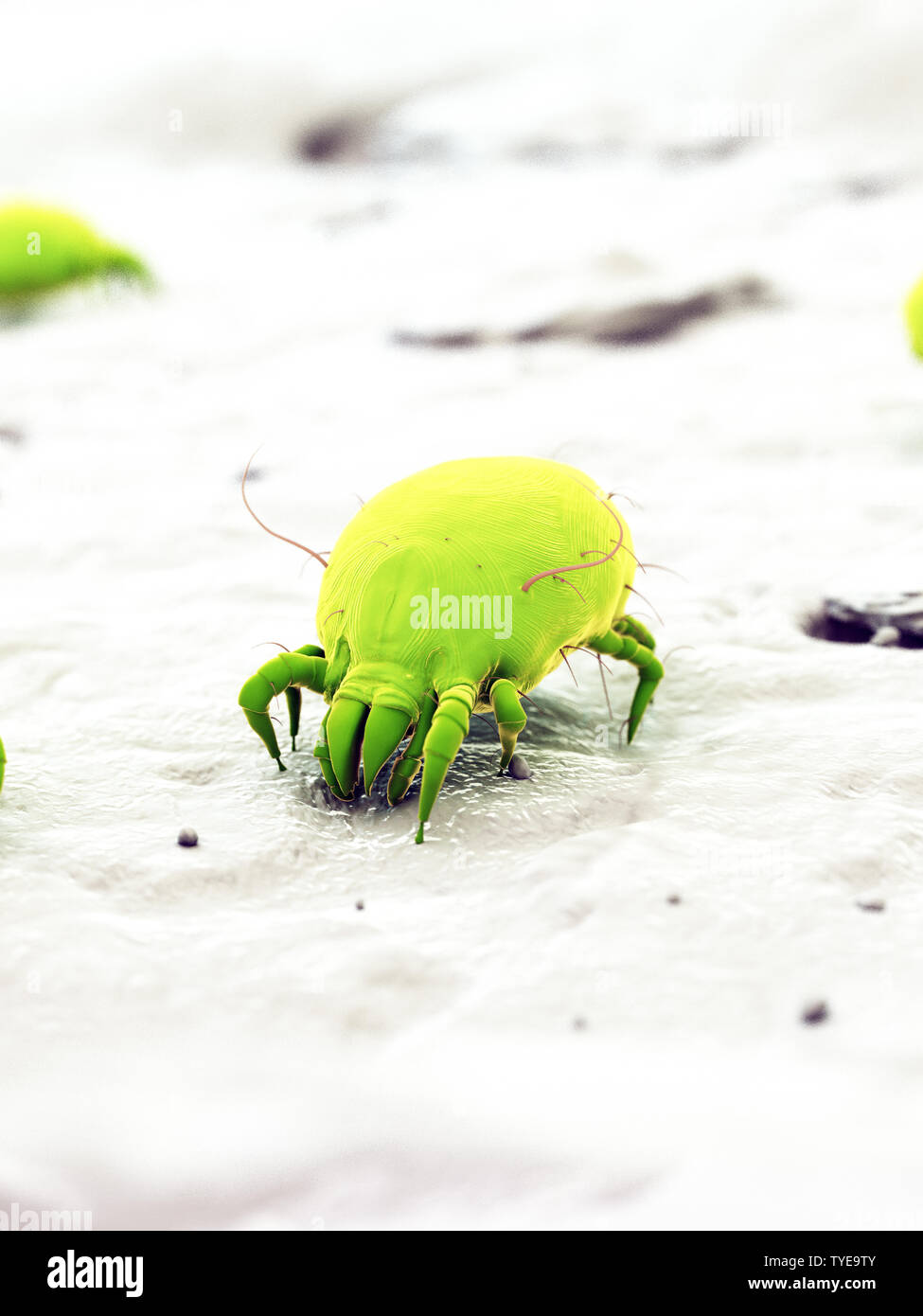 3d rendered illustration of a house dust mite Stock Photo - Alamy
