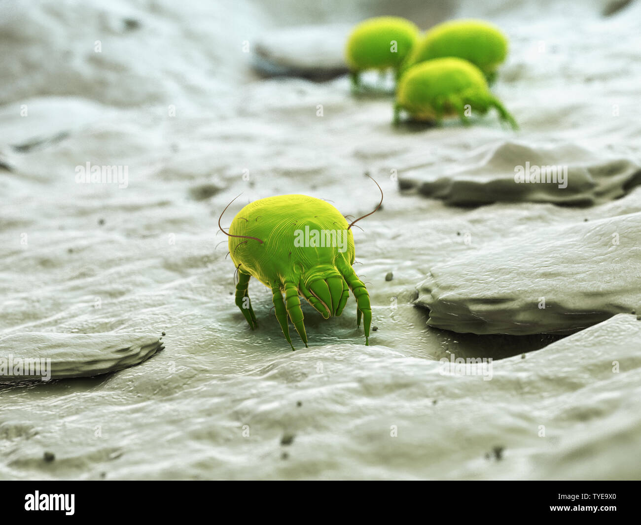 3d rendered illustration of a house dust mite Stock Photo - Alamy