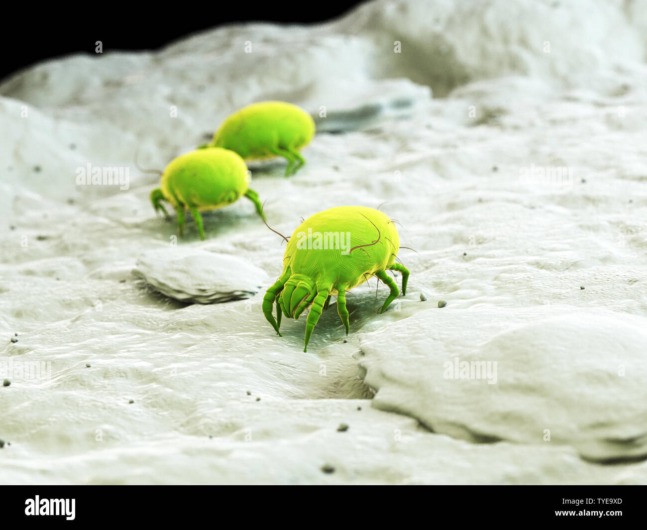 3d rendered illustration of a house dust mite Stock Photo - Alamy