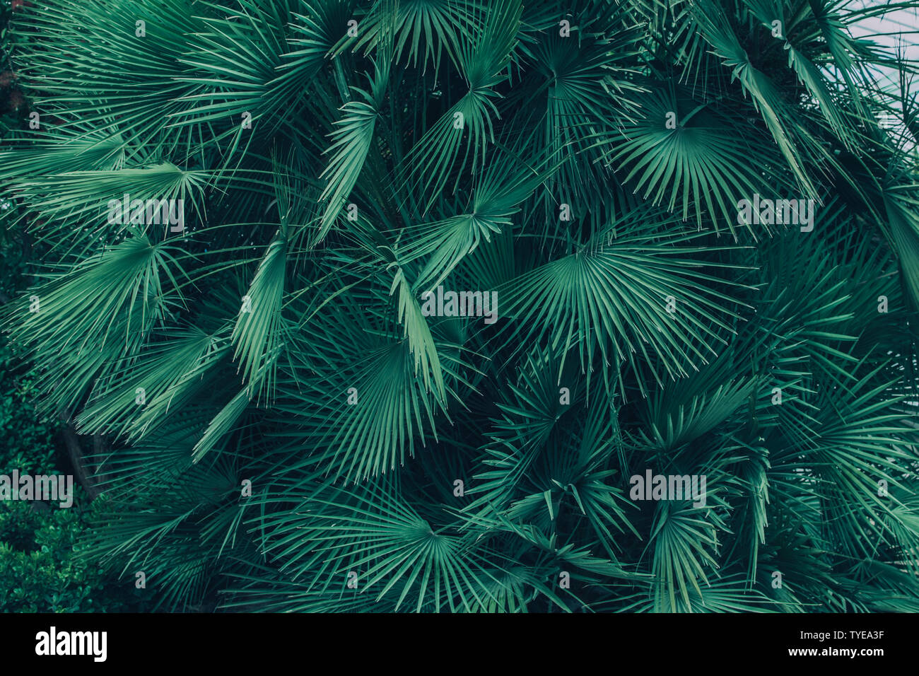 Many green leaves of the tropical palm tree of the Sabal minor family ...