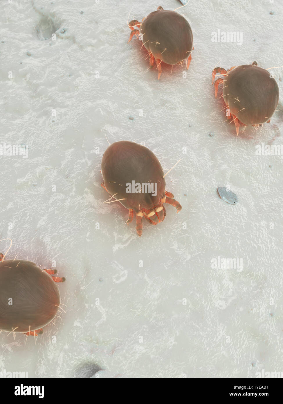 House dust mite sem hi-res stock photography and images - Alamy