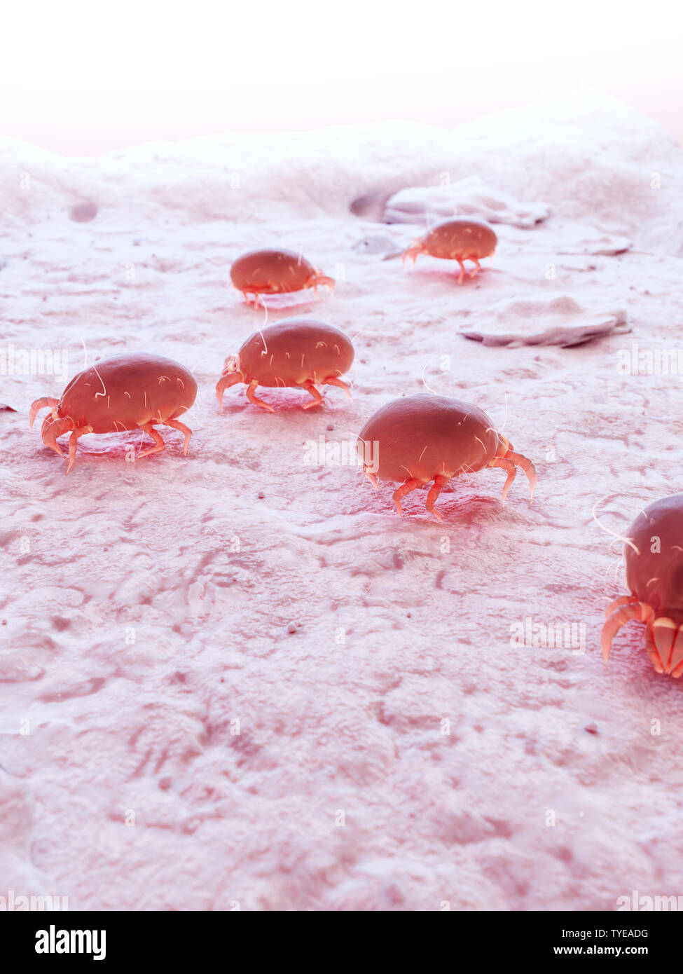 3d rendered illustration of a house dust mite Stock Photo - Alamy