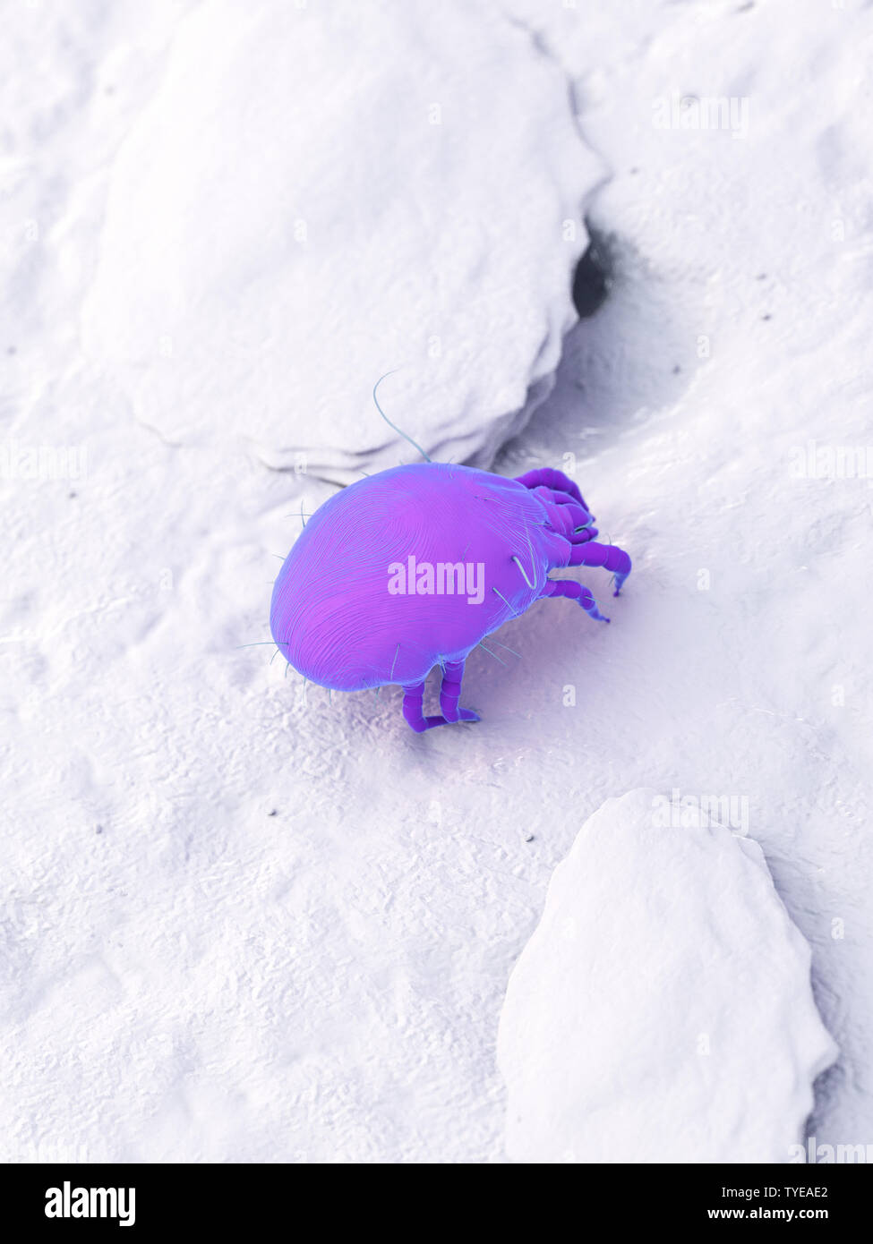 3d rendered illustration of a house dust mite Stock Photo - Alamy