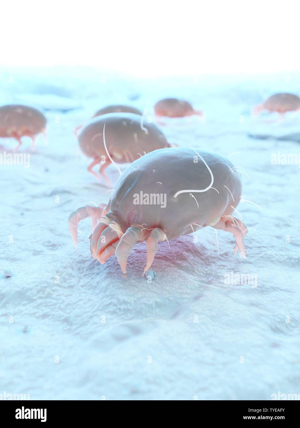 3d rendered illustration of a house dust mite Stock Photo - Alamy