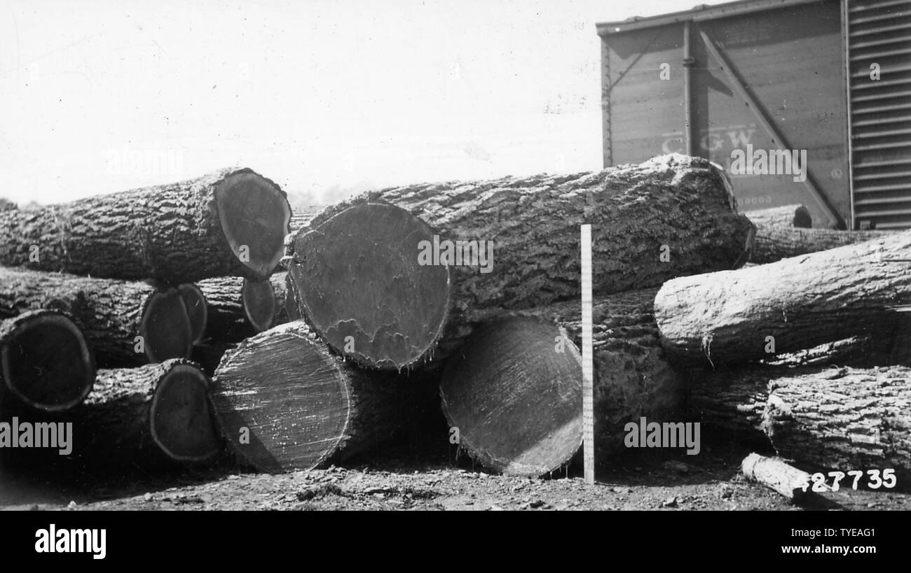 Photograph of Three Walnut Logs; Scope and content: Original caption ...