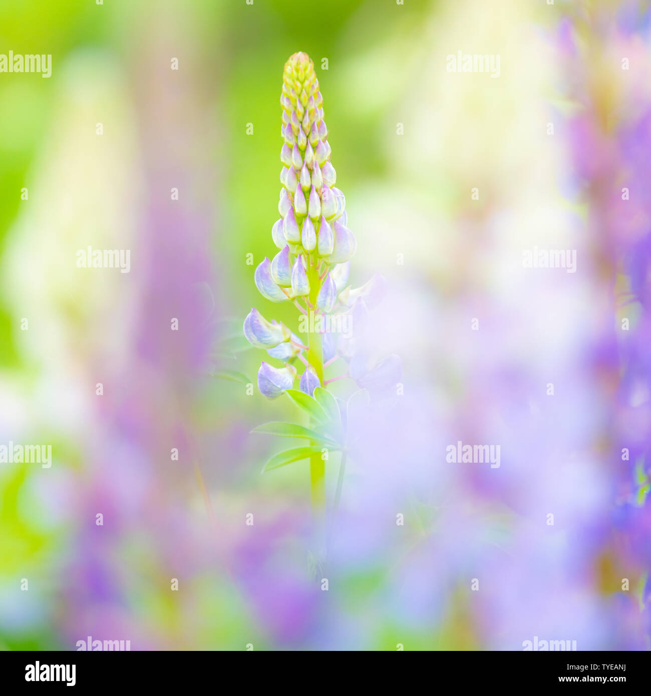 Bright colours nature hi-res stock photography and images - Alamy