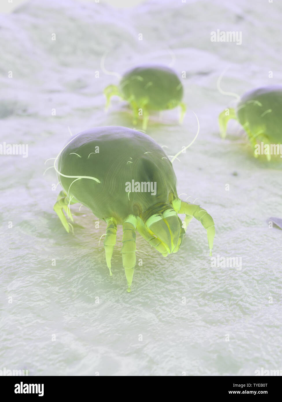 3d rendered illustration of a house dust mite Stock Photo - Alamy