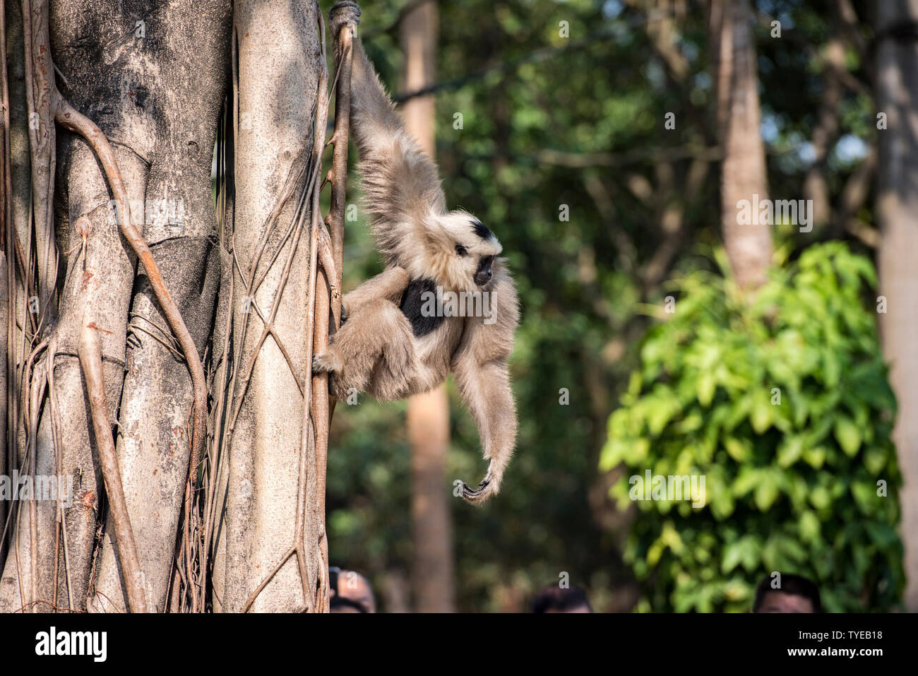 Guangzhou long long hi-res stock photography and images - Alamy