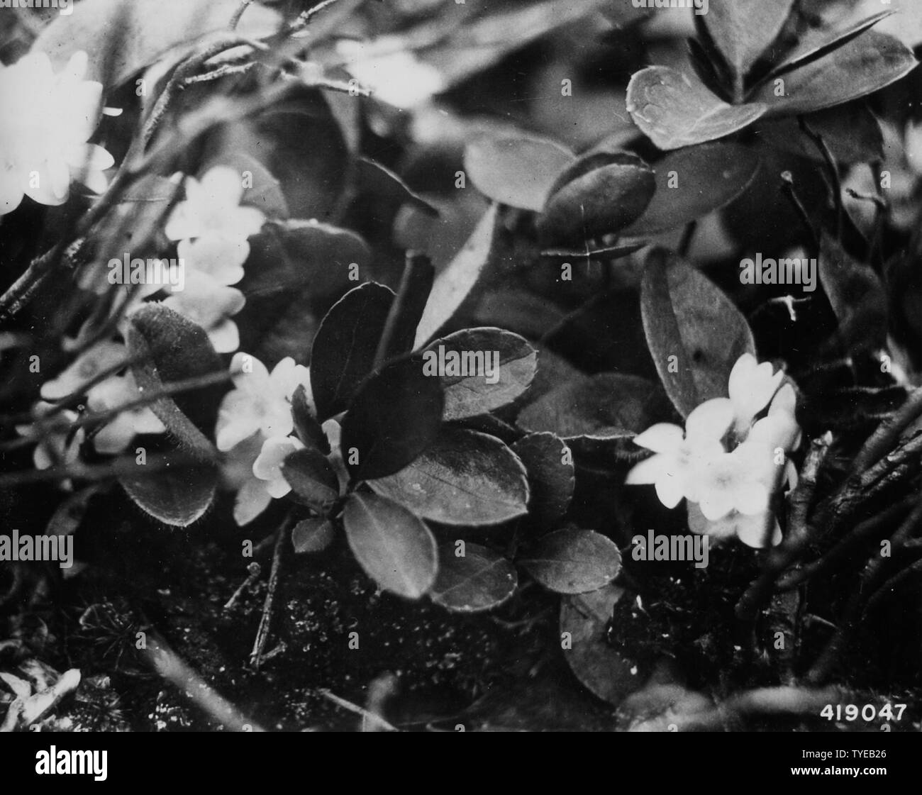 Trailing arbutus hi-res stock photography and images - Alamy